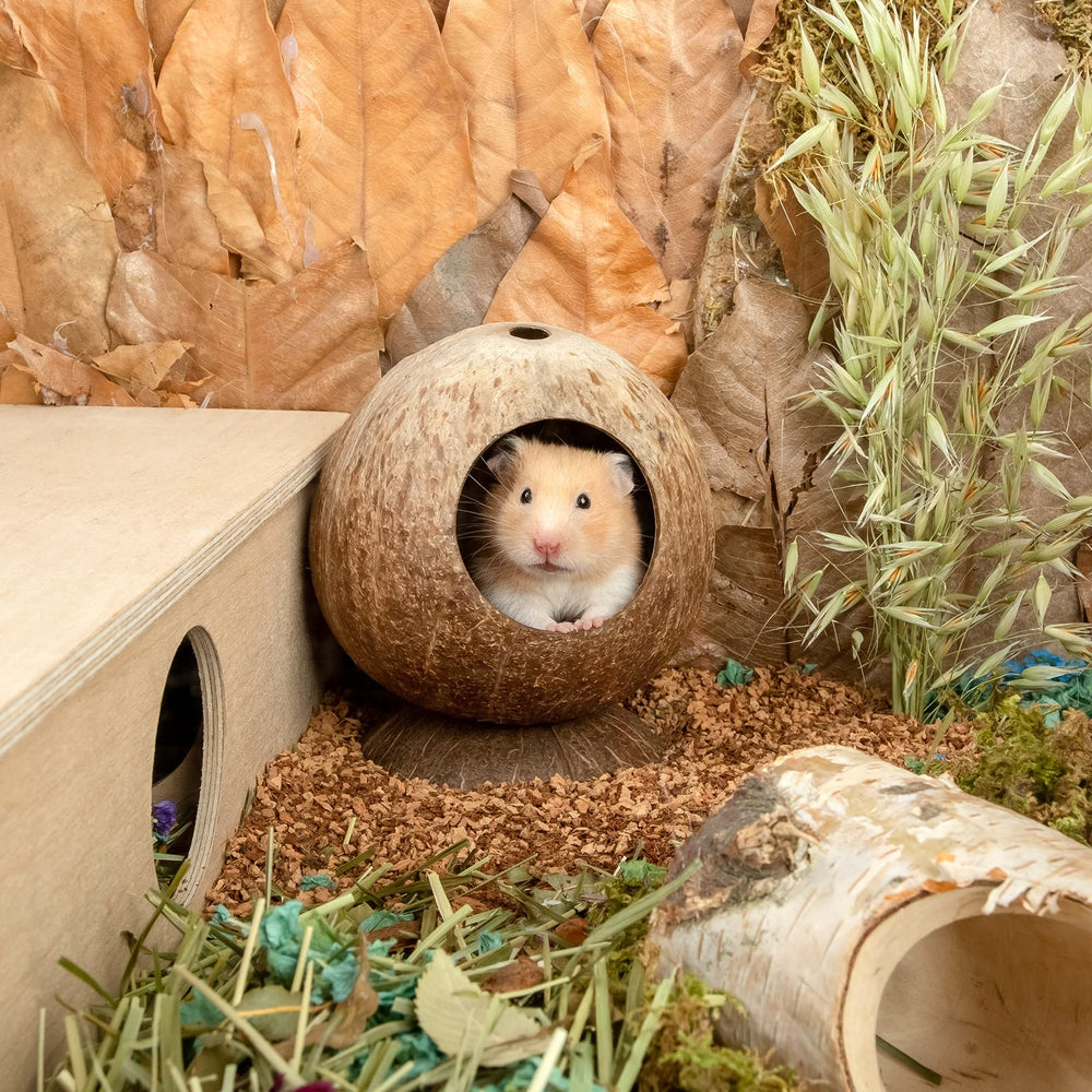 andwe Coconut Hut Hamster House Bed for Gerbils & Mice | Small Animal ...